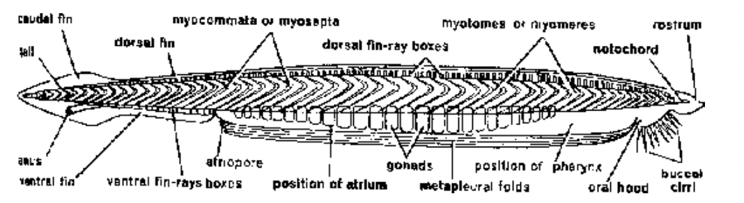Subphylum: Cephalochordata